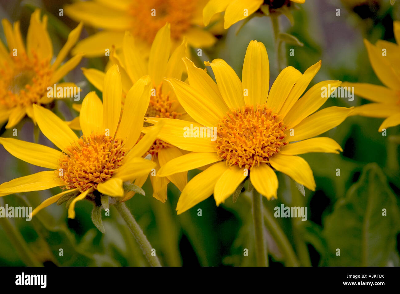 Arrowleaf balsam root balsamorhiza sagittata hi-res stock photography ...
