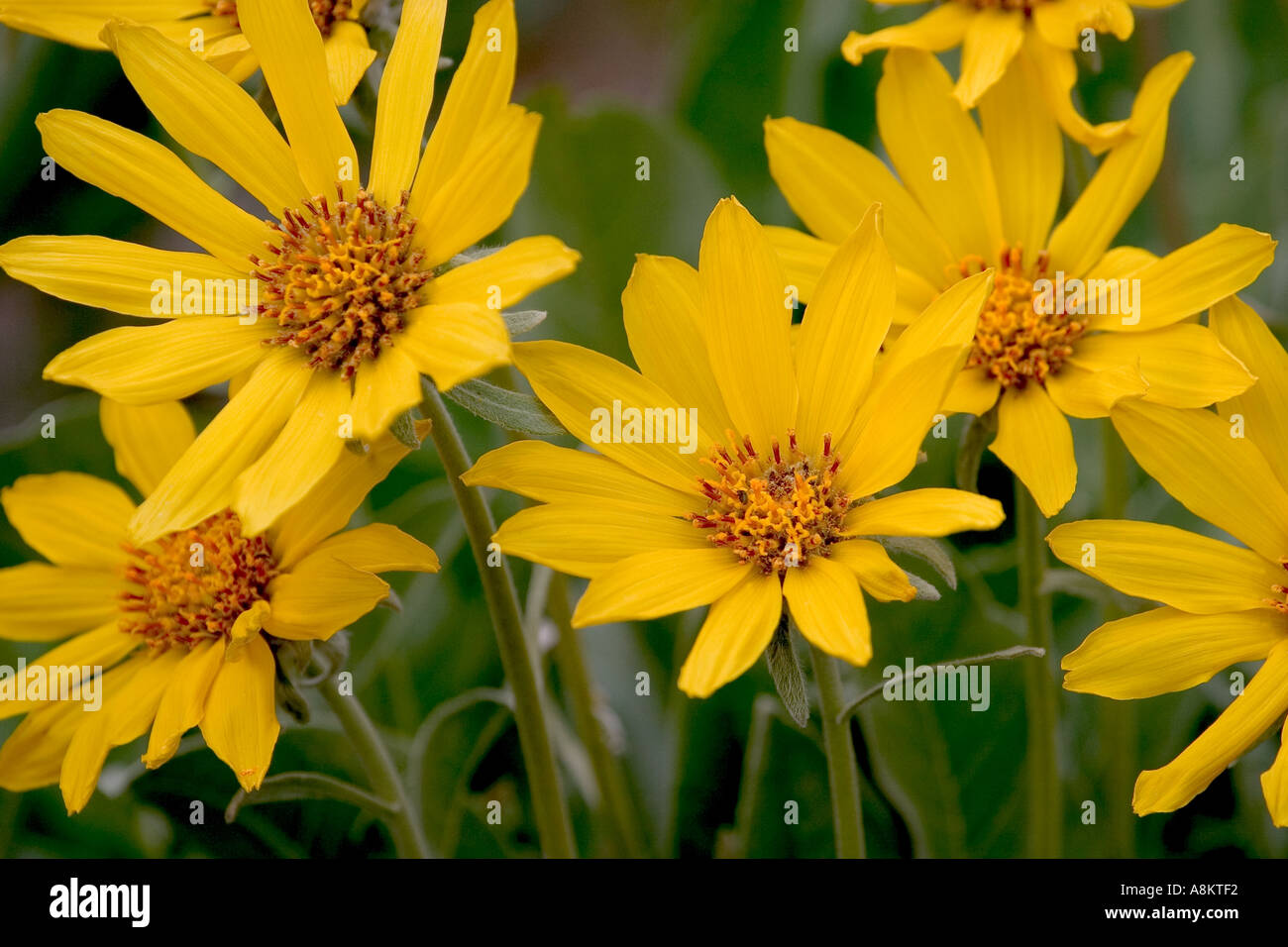 Arrowleaf balsam root balsamorhiza sagittata hi-res stock photography ...