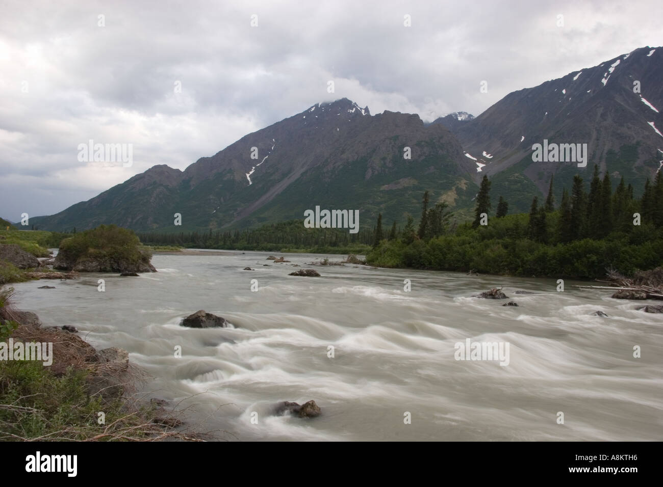 Alaska summer birch forest hi-res stock photography and images - Alamy