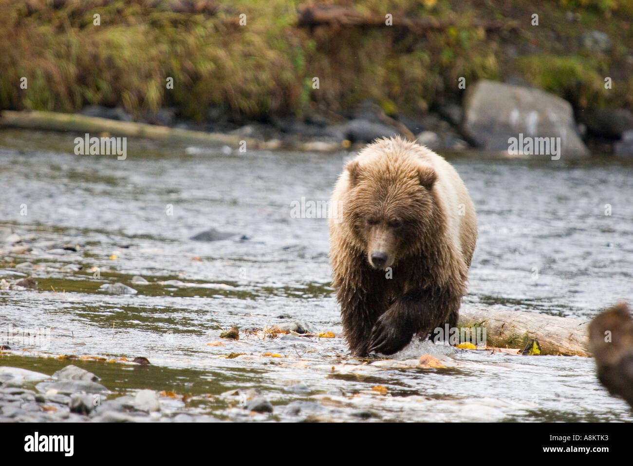 Bear approach hi-res stock photography and images - Alamy
