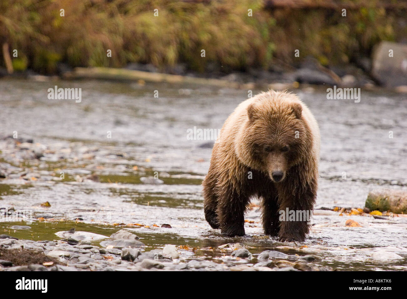 Bear approach hi-res stock photography and images - Alamy