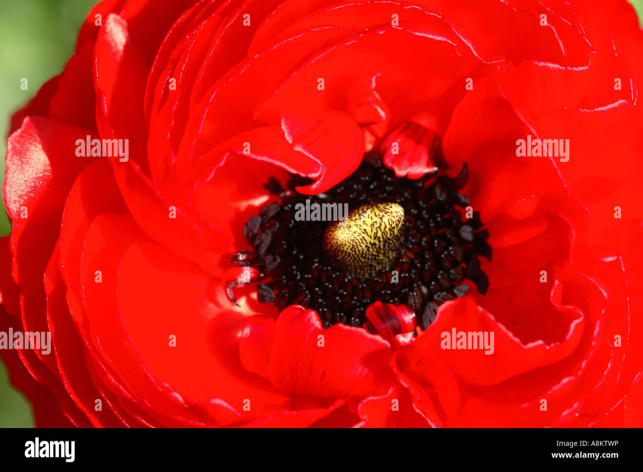 Red Ranunculus flower bloom Stock Photo - Alamy
