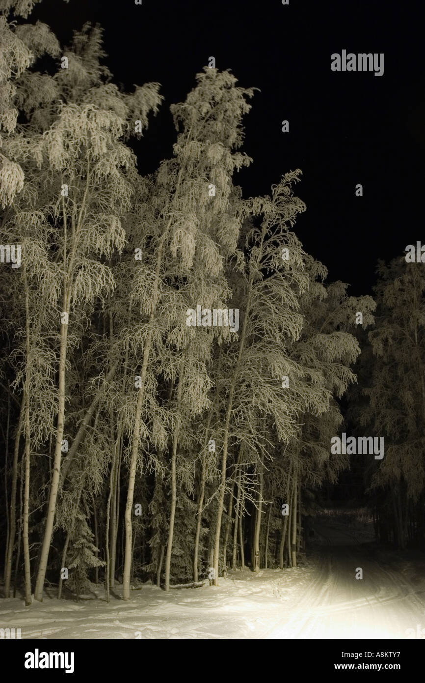 Cold night in a forest where ski trails live Stock Photo - Alamy