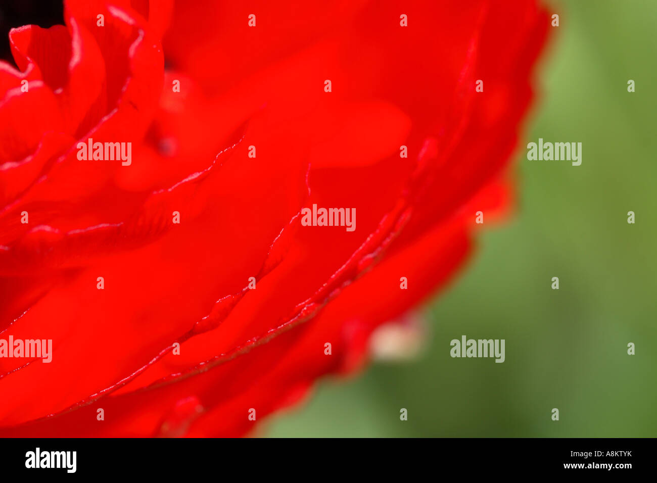 Red Ranunculus flower bloom Stock Photo - Alamy