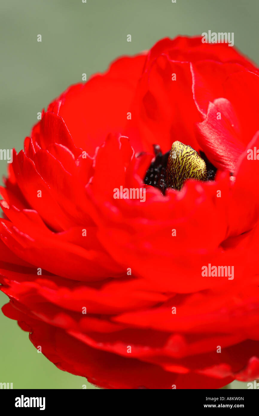 Ranunculus flower in detail hi-res stock photography and images - Alamy