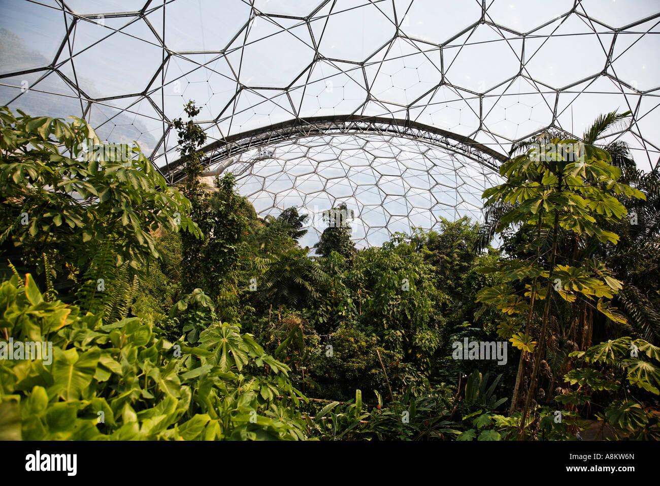 Tropical Rainforest Inside A Dome At The Eden Project Cornwall U.K ...