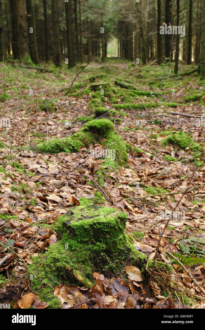 Sustainable forestry pine tree stumps among rows of growing pine Stock ...