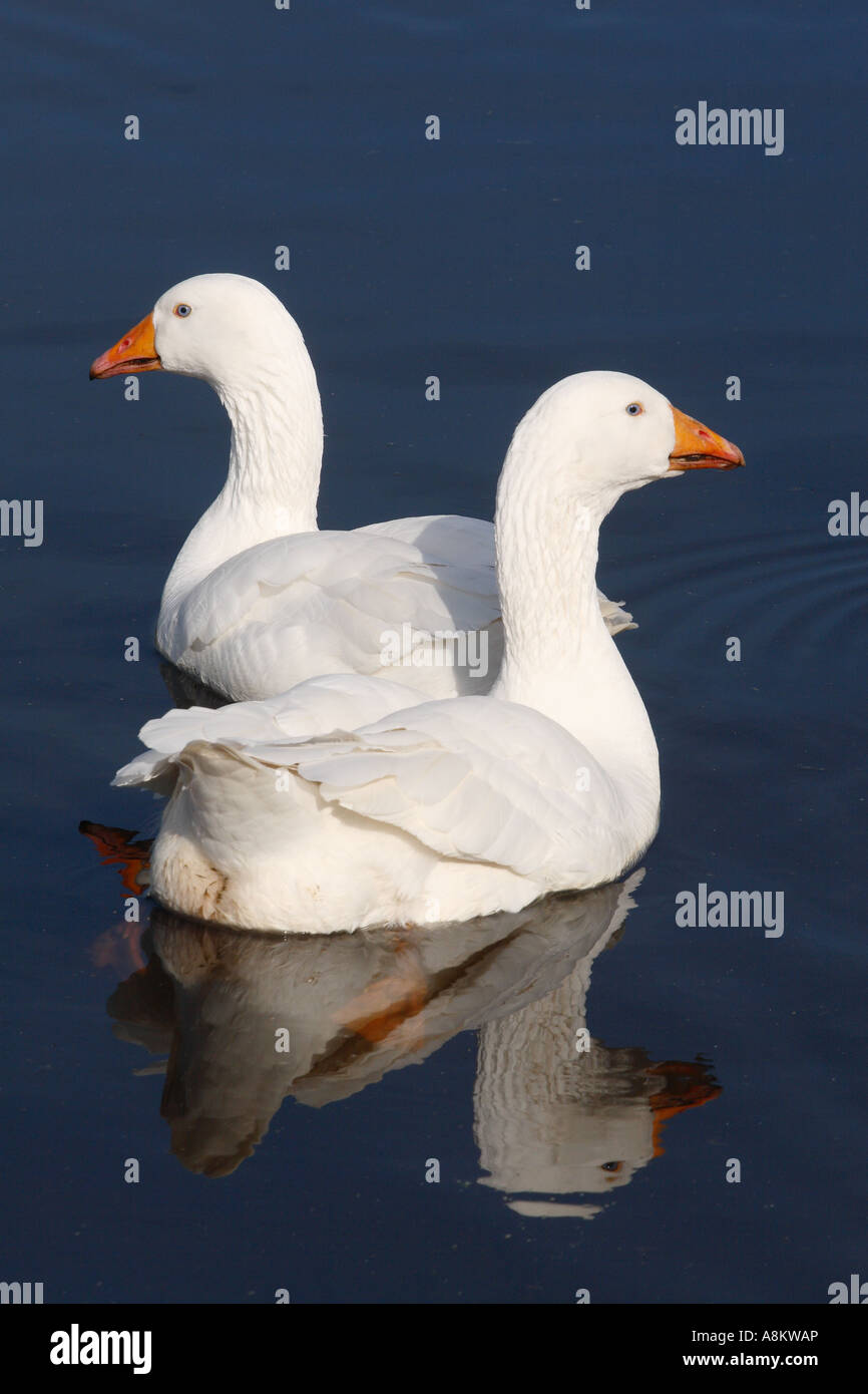 Pair of Embden Geese Stock Photo - Alamy