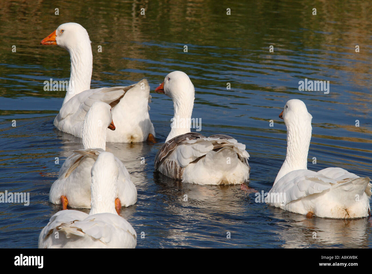 Embden Geese mother and young swimming Stock Photo - Alamy