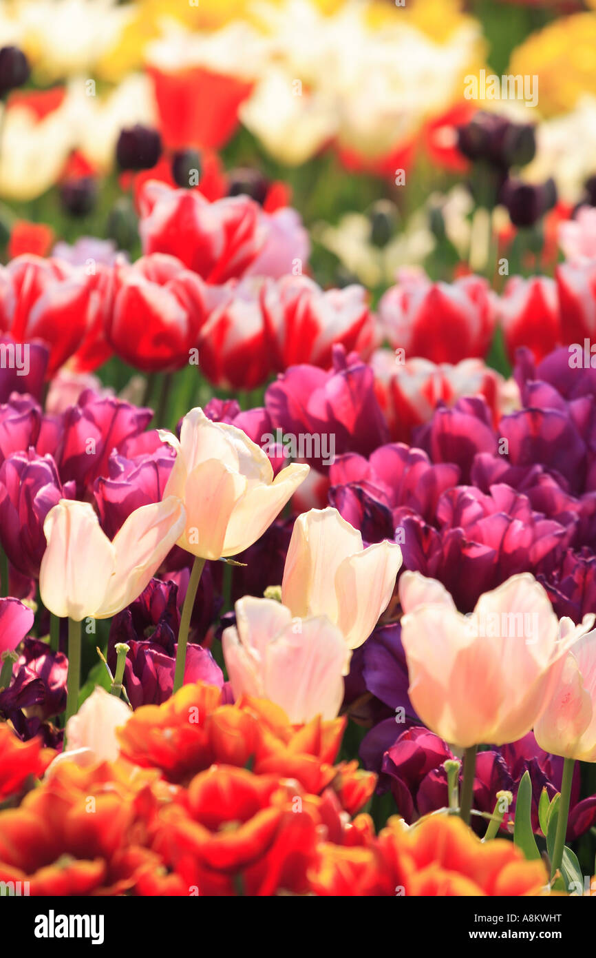 Tulip flower mixed colour display Stock Photo - Alamy
