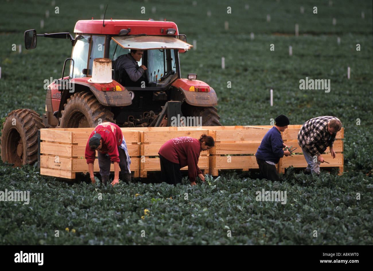 Back breaking labor hi-res stock photography and images - Alamy