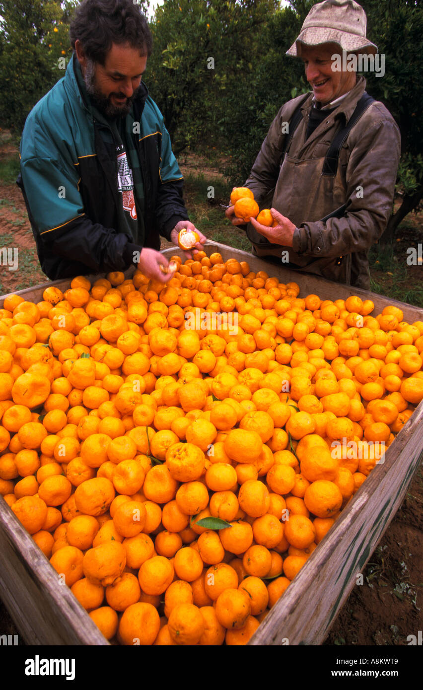 Citrus grower and contract picker with freshly picked mandarins ...