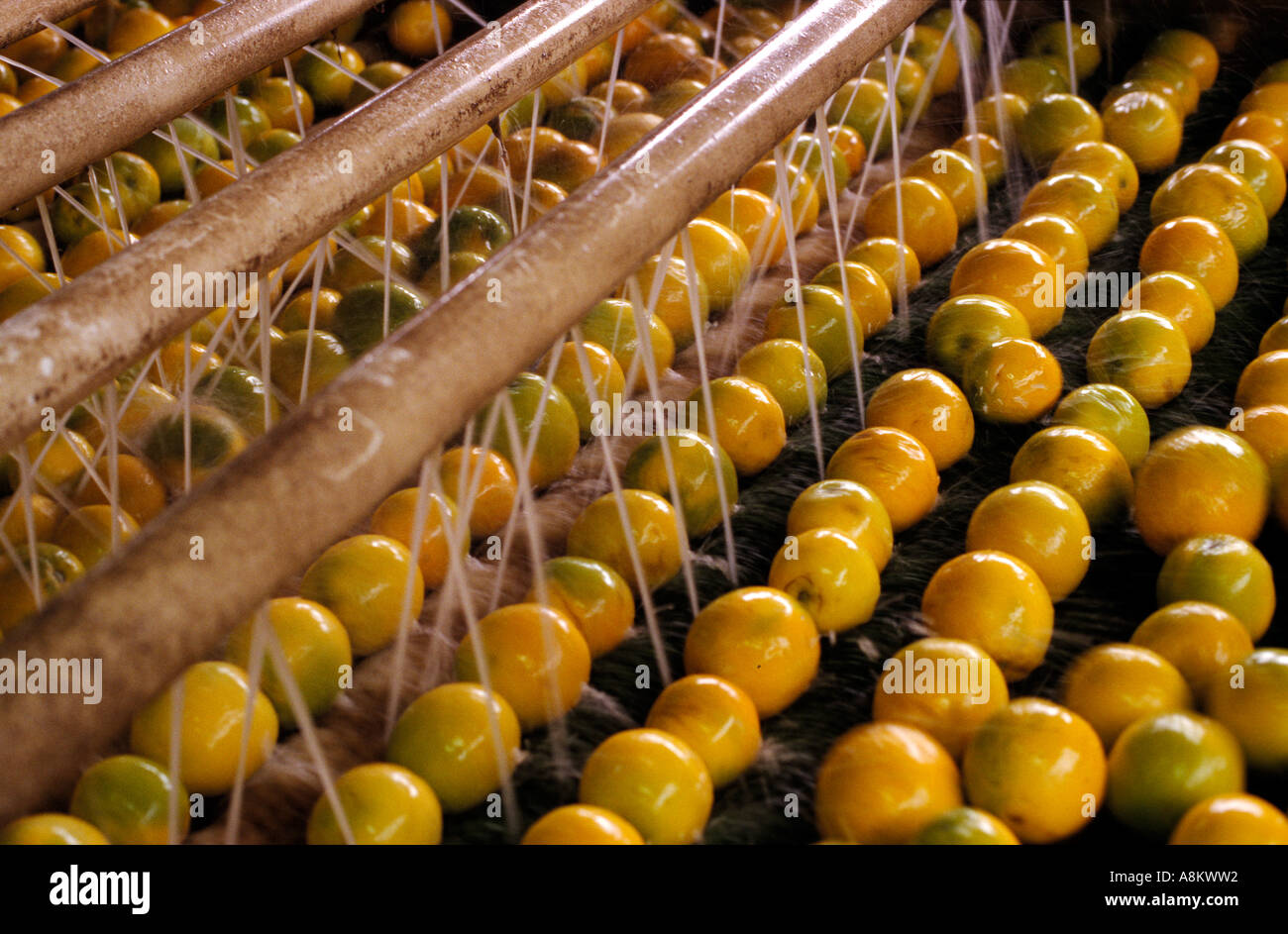 Oranges being sprayed with fungicide prior to sizing sorting and ...