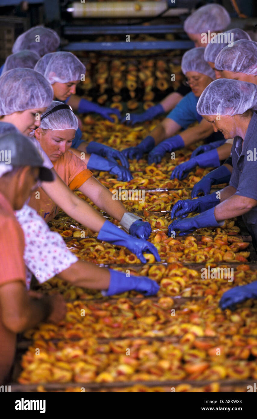 Fruit processing, South Australia Stock Photo - Alamy