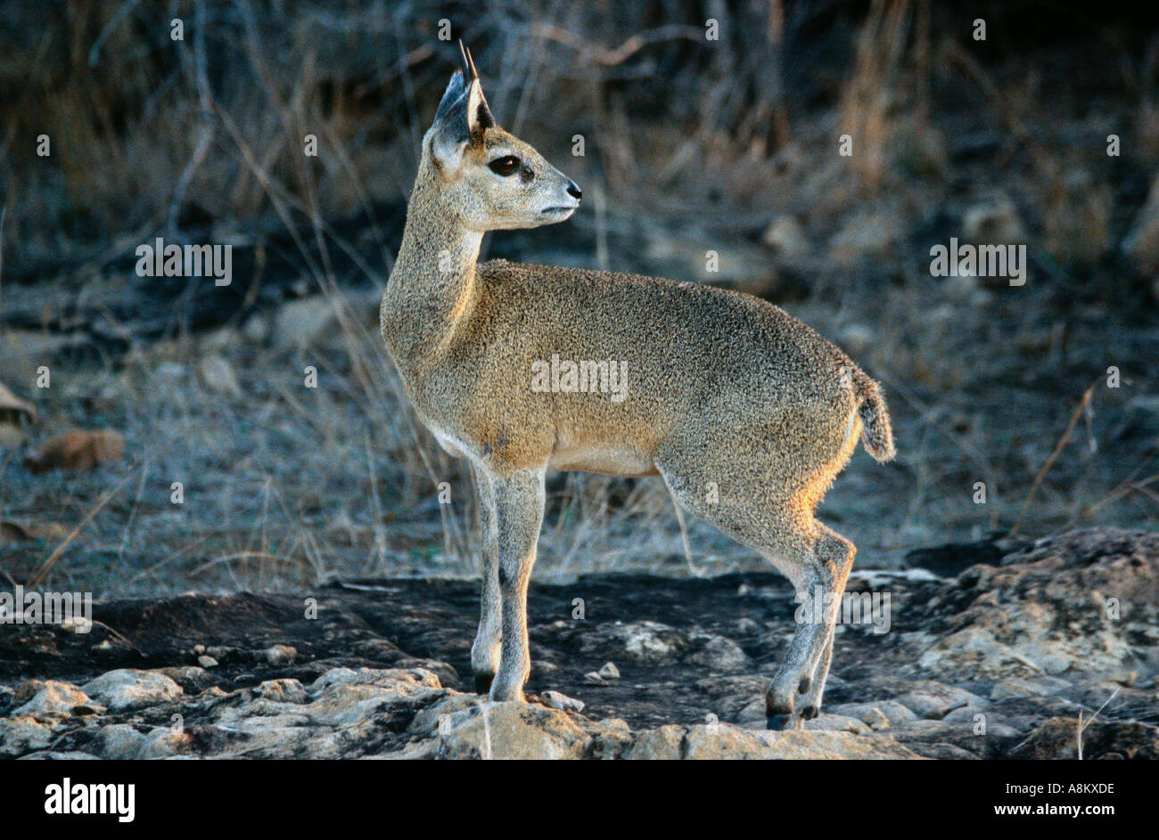 Klipspringer Antelope Oreotragus oreotragus Stock Photo - Alamy