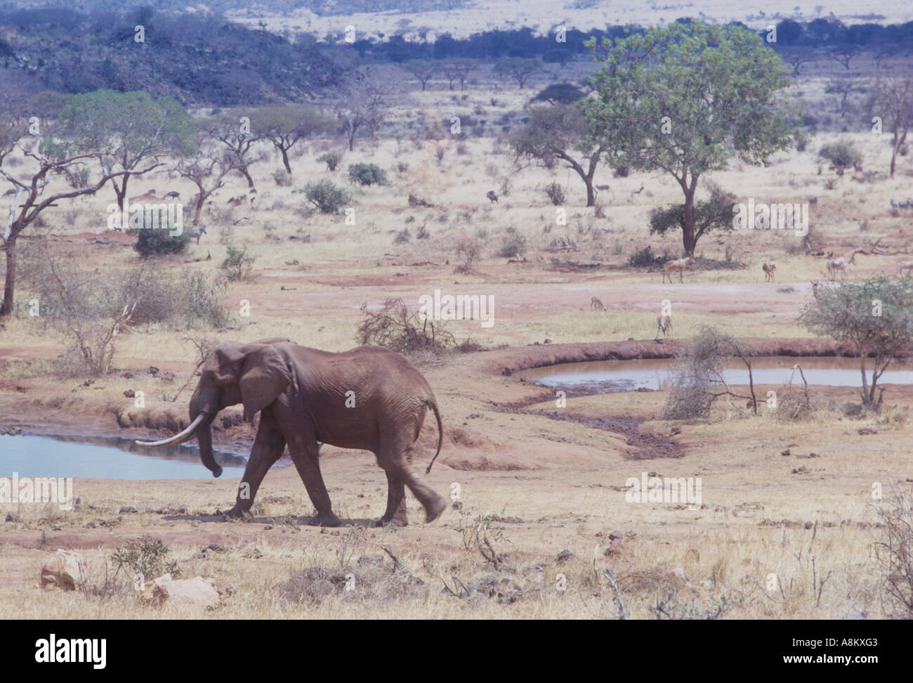 Landscape with elephant in Tsavo National Park, Kenya Stock Photo - Alamy