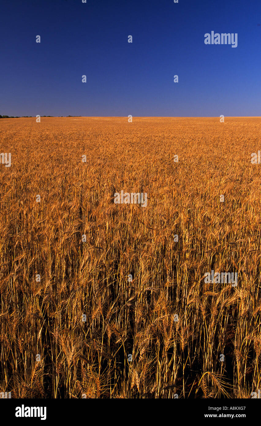 Mature wheat crop, Western Australia Stock Photo - Alamy