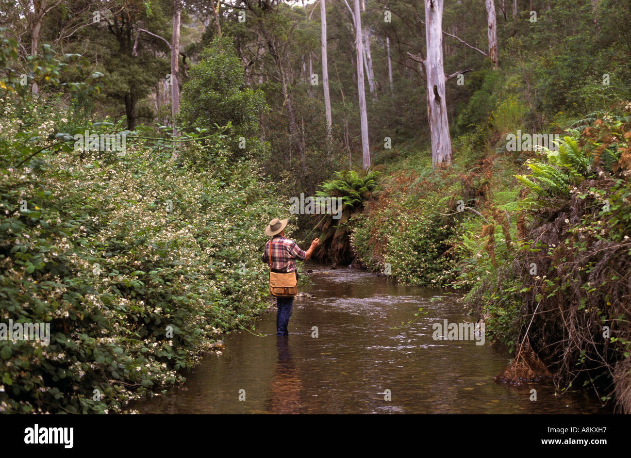 Fly fishing trout howqua river hi-res stock photography and images - Alamy