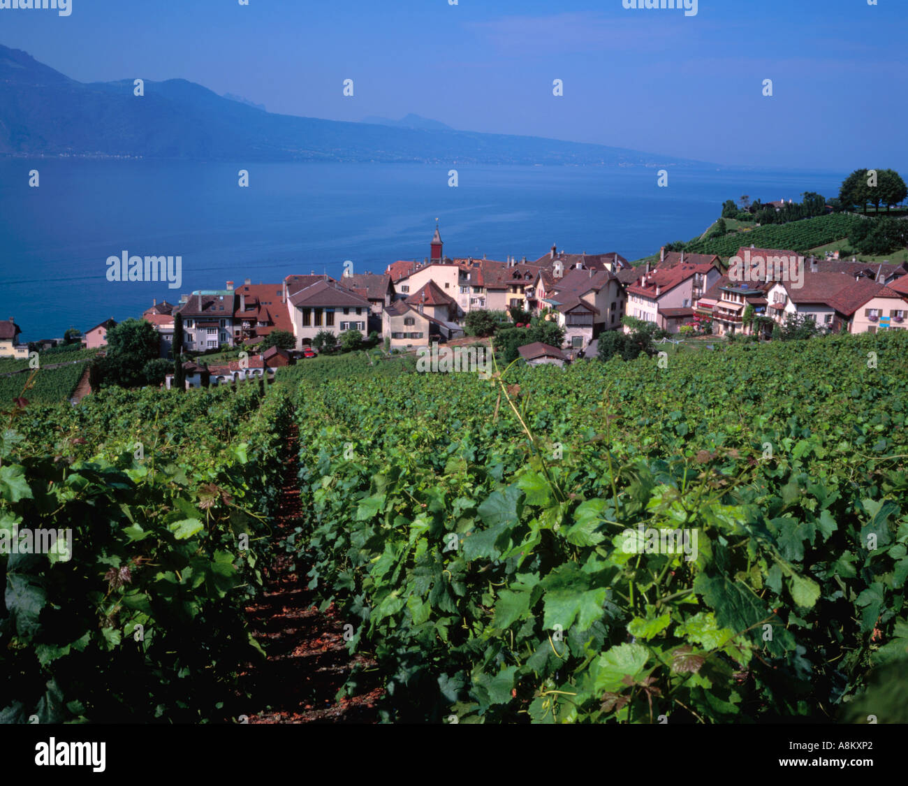 Vineyards at the village of Rivaz Switzerland Stock Photo - Alamy