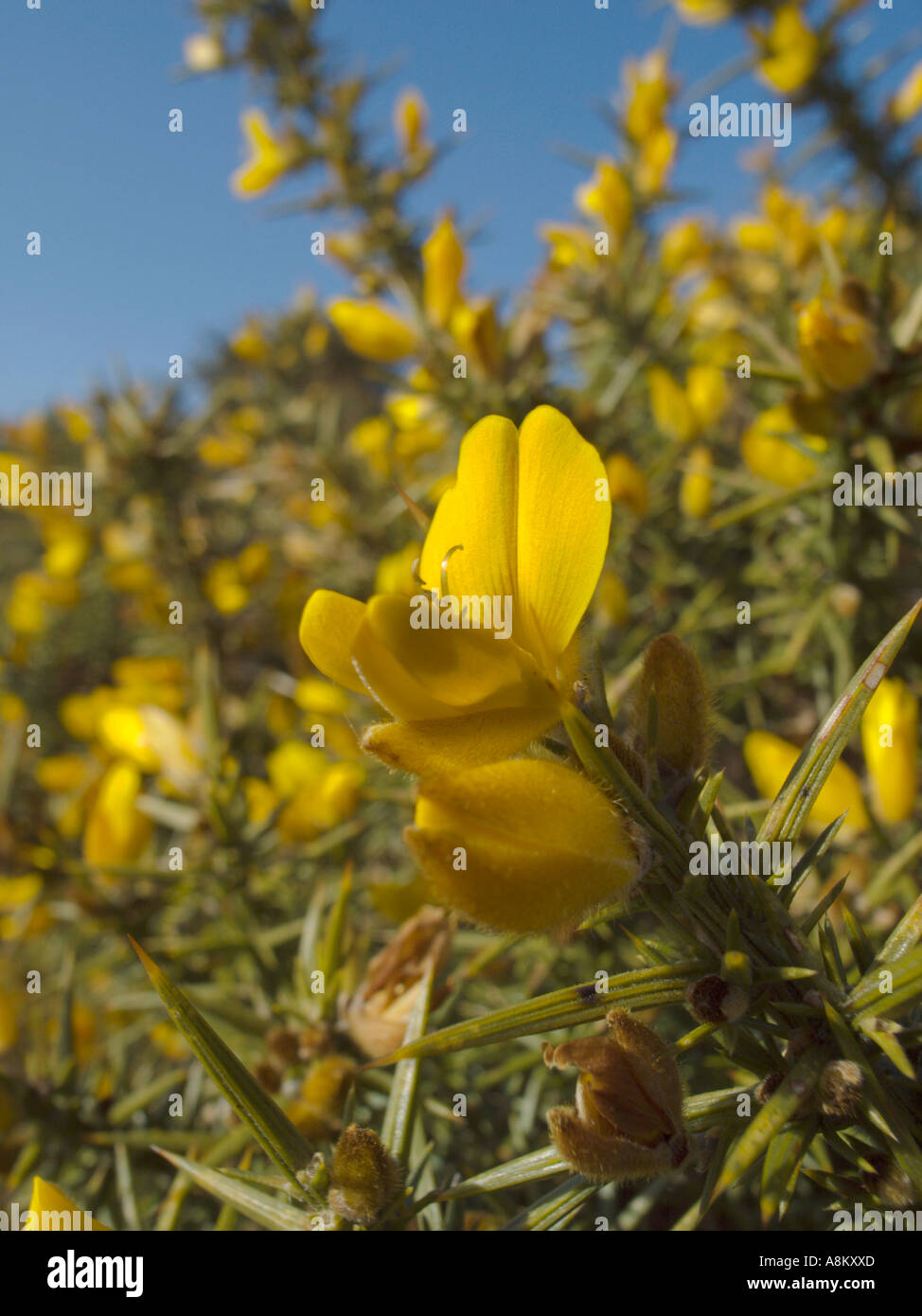 Close up detail of Gorse flower Ulex europaeus Stock Photo - Alamy