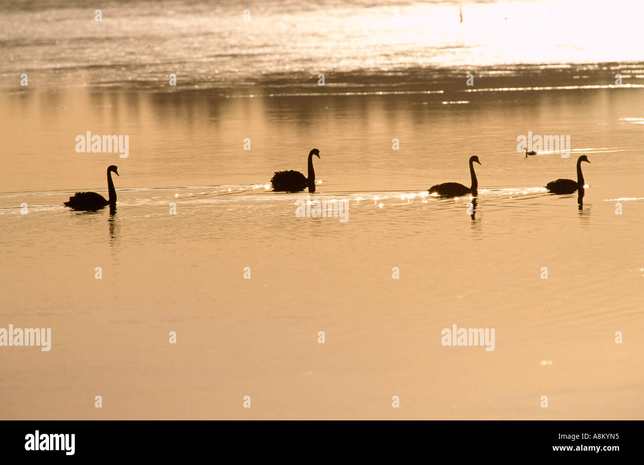 Black swans on Shark Bay Bangor Station near Dunalley Forestier ...