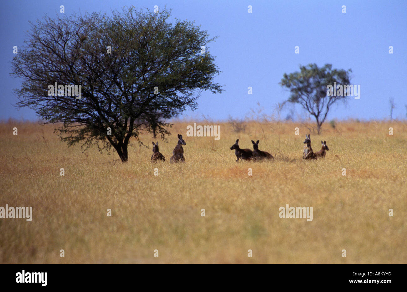 Australian wallaroos hi-res stock photography and images - Alamy