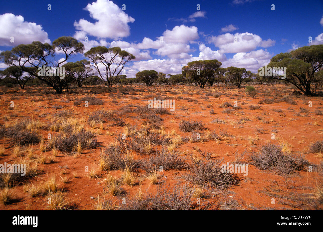 Mulga habitat hi-res stock photography and images - Alamy