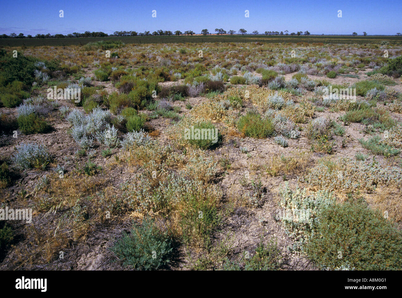 Saltbush plains hi-res stock photography and images - Alamy