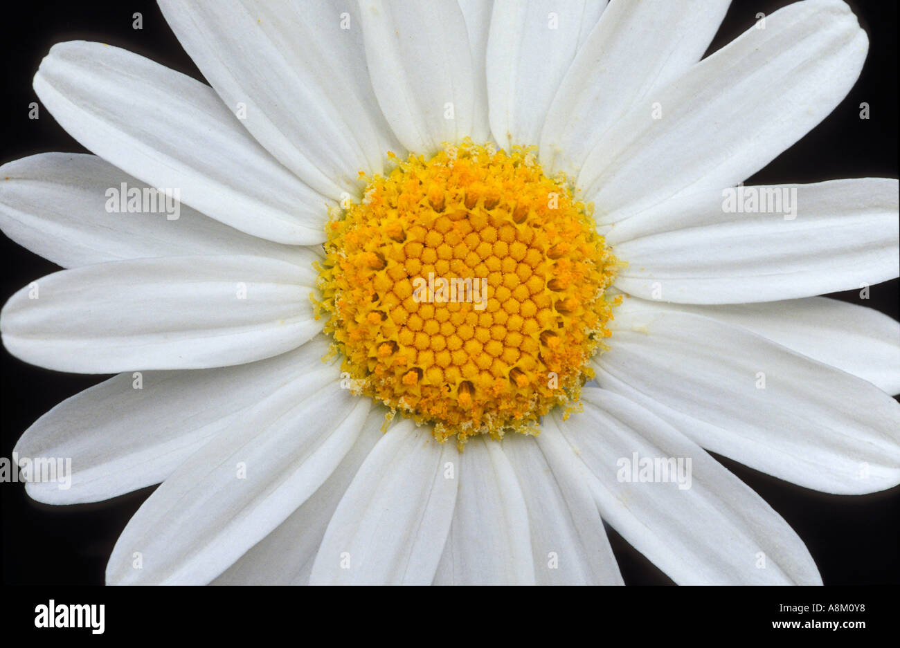 Pyrethrum cinerariaefolium hi-res stock photography and images - Alamy