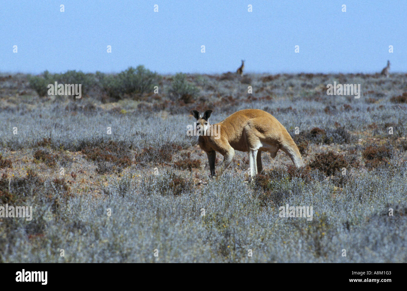 Rufus buck hi-res stock photography and images - Alamy