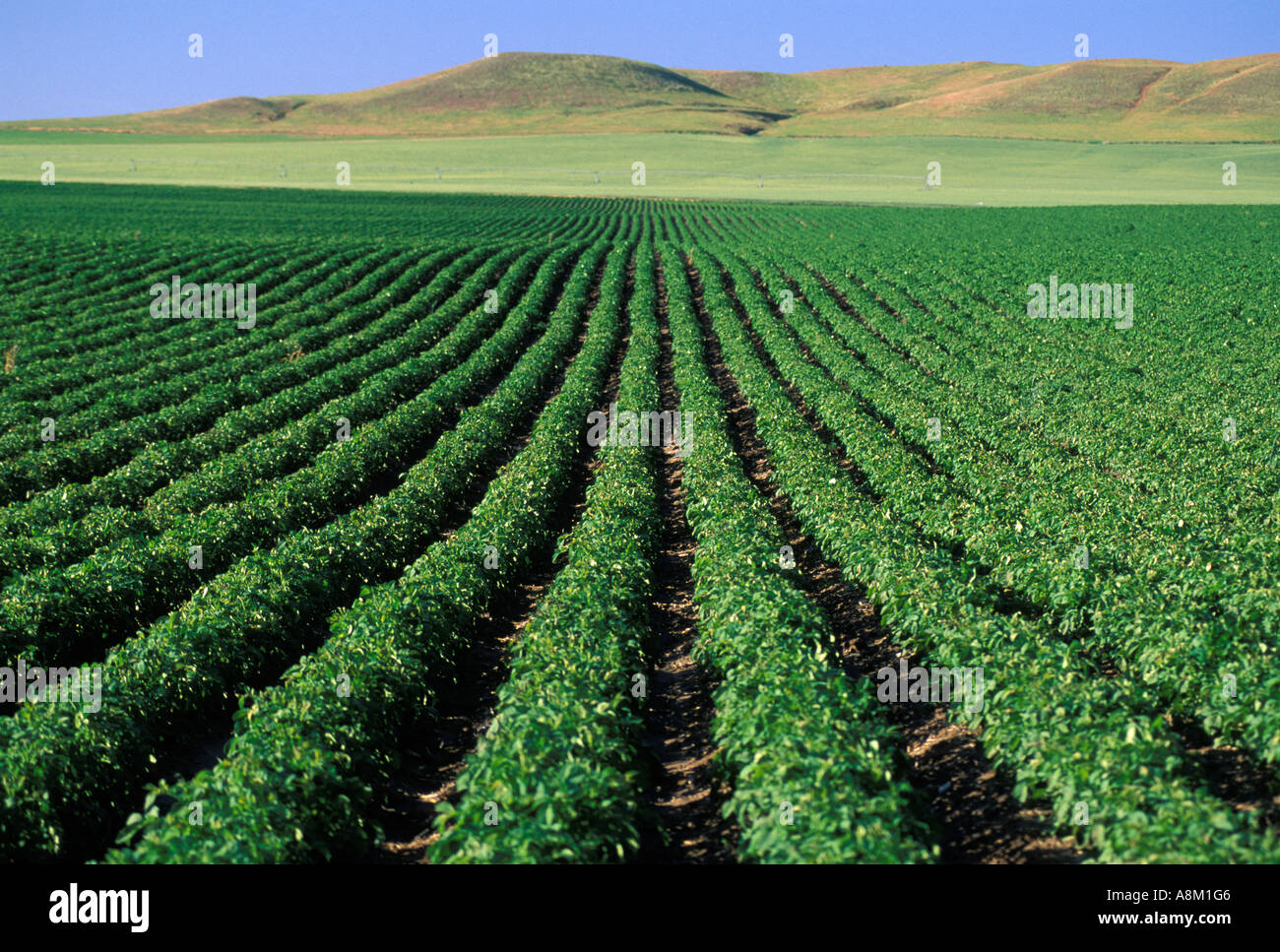 USA IDAHO AGRICULTURE Green field with rows of potatoes Stock Photo - Alamy