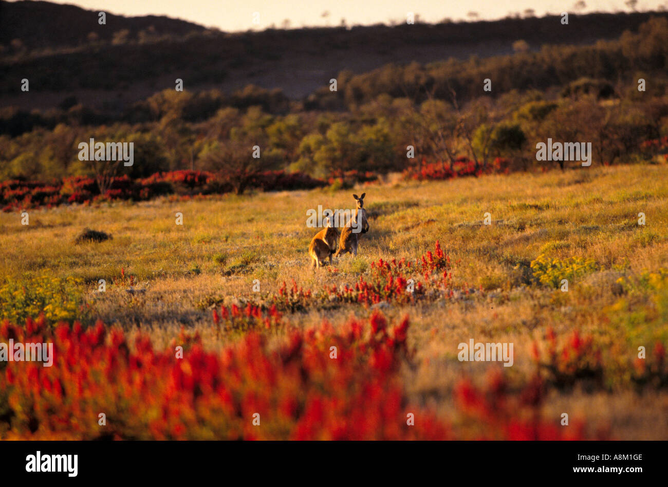 Landscapeintroduced hi-res stock photography and images - Alamy