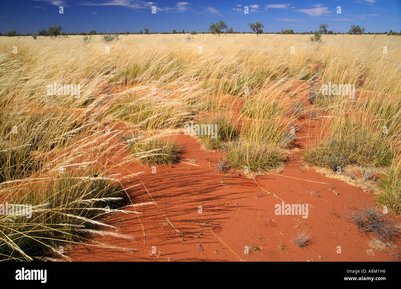 Spinifex grassland near Chilla Well Tanami Desert Central Australia ...