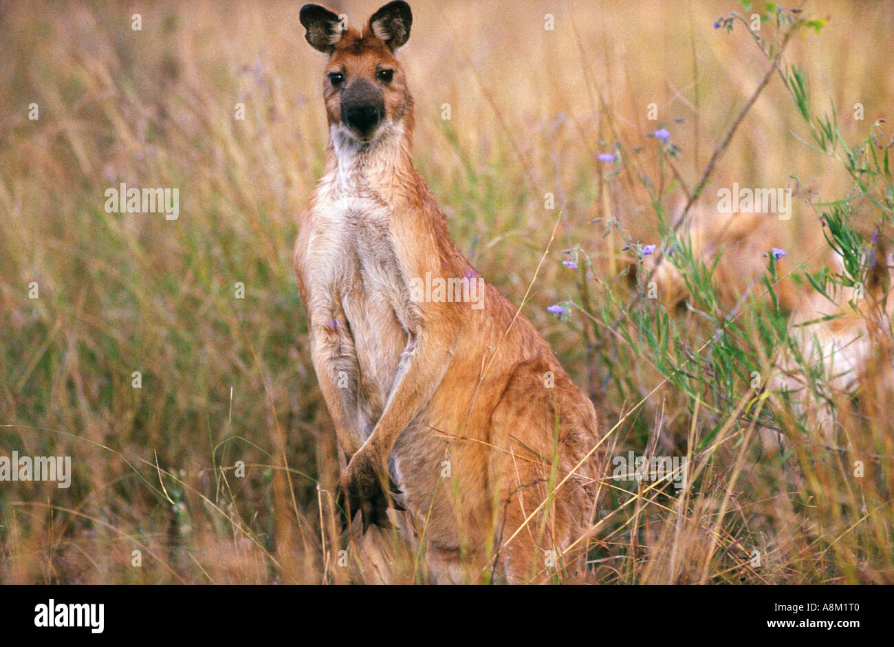 Wallaroo, also called Euro, Queensland, Australia, Macropus robustus ...