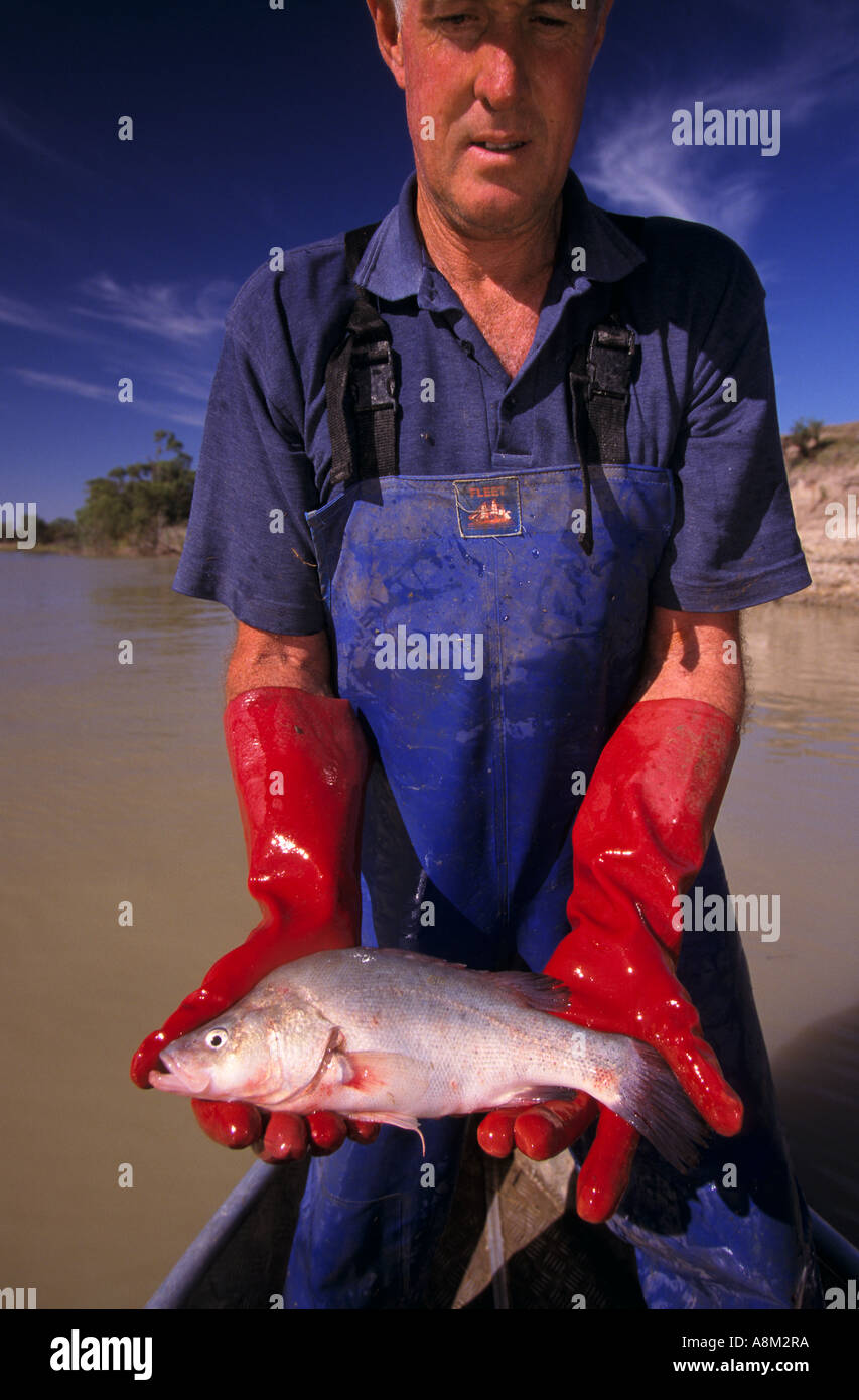 Murray river perch hi-res stock photography and images - Alamy