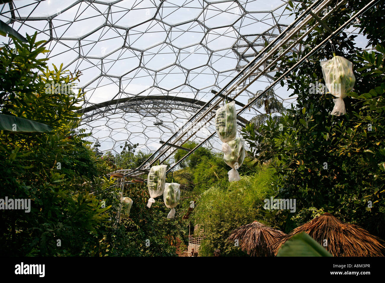 Inside A Hot Dome The Eden Project Cornwall U.K. Europe Stock Photo - Alamy