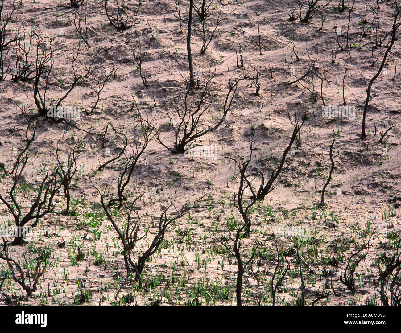 Bushfire regrowth, Australia Stock Photo - Alamy