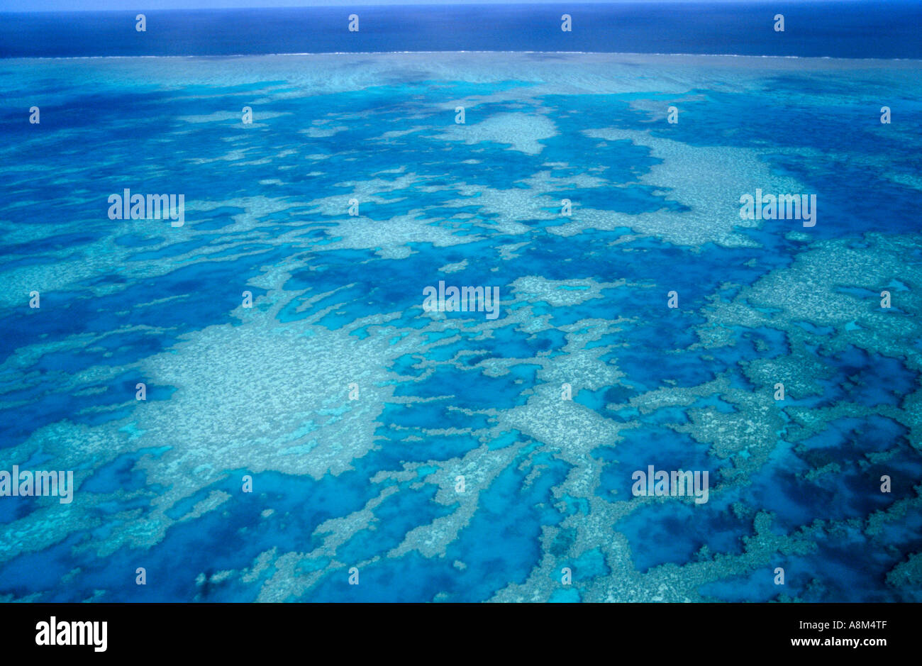 Coral near Hardy Reef Whitsunday Islands National Park Great Barrier ...