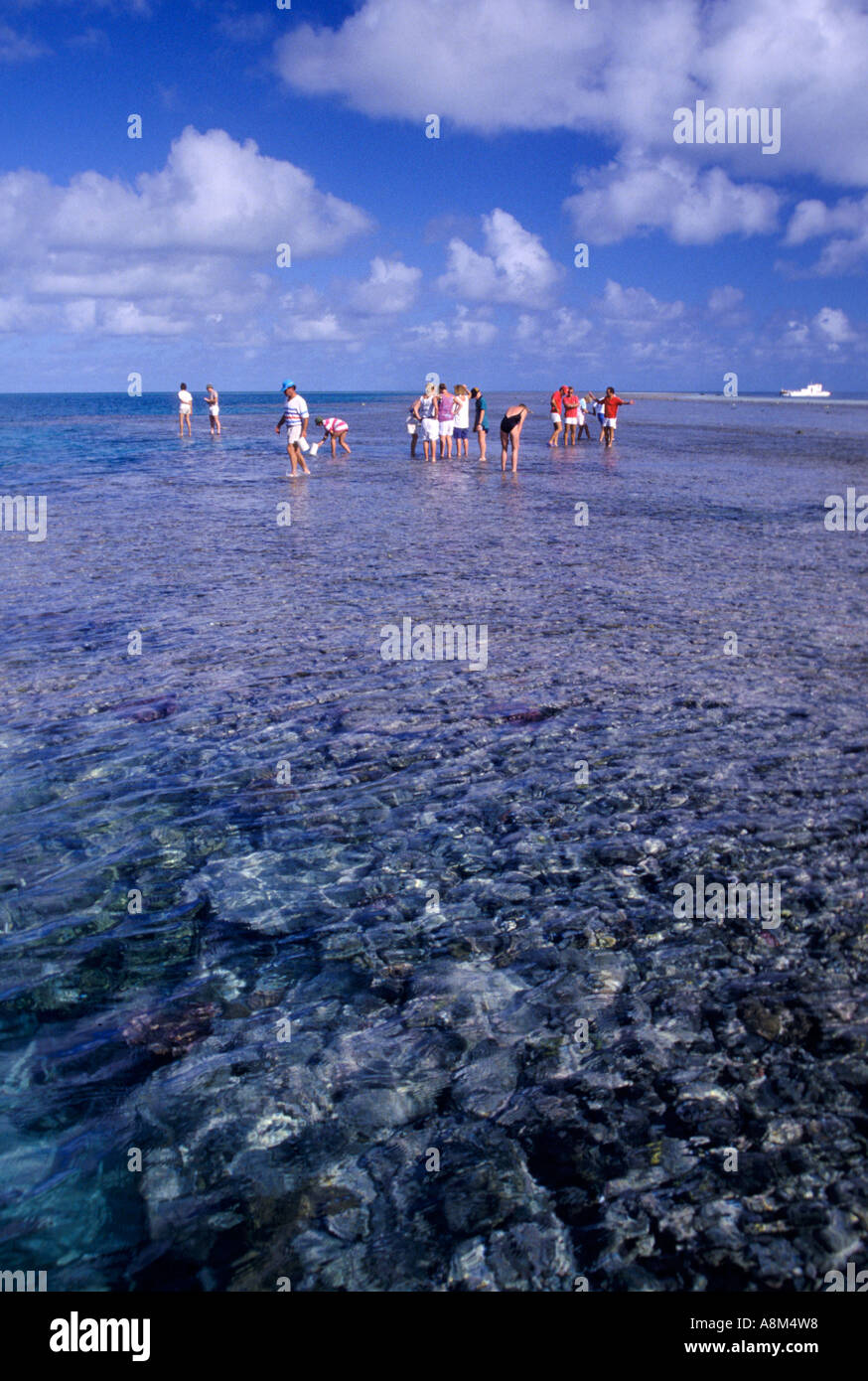 Tourists walking on reef Great Barrier Reef Queensland Australia ...