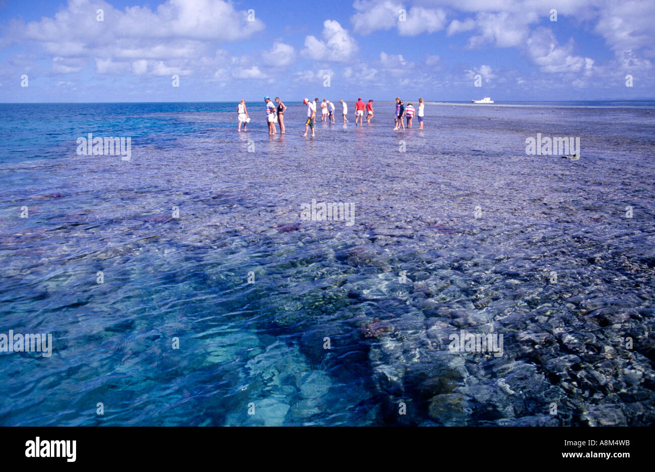 Tourists walking on reef Great Barrier Reef N Queensland Australia ...