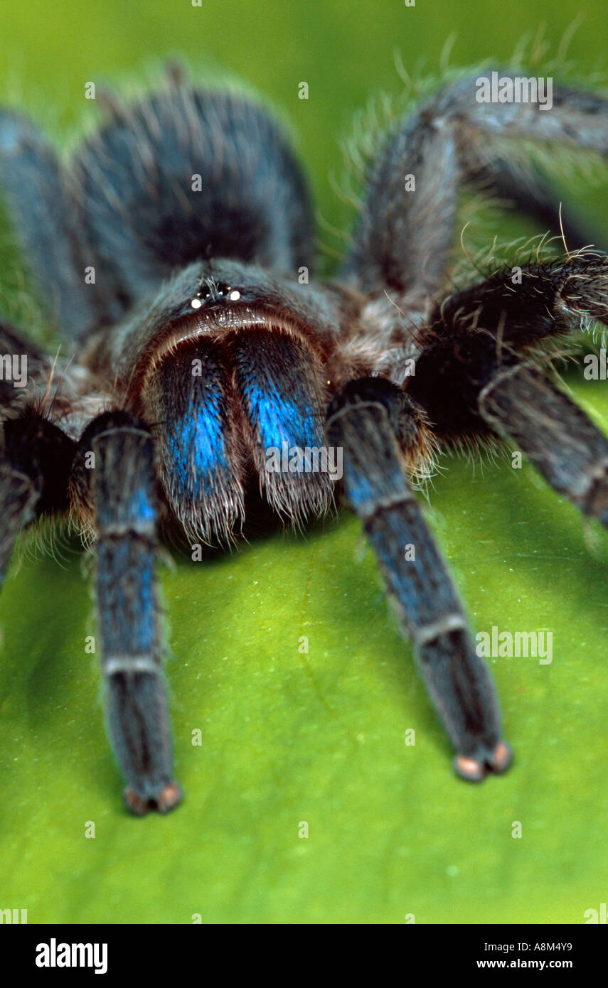 Tarentula hi-res stock photography and images - Alamy