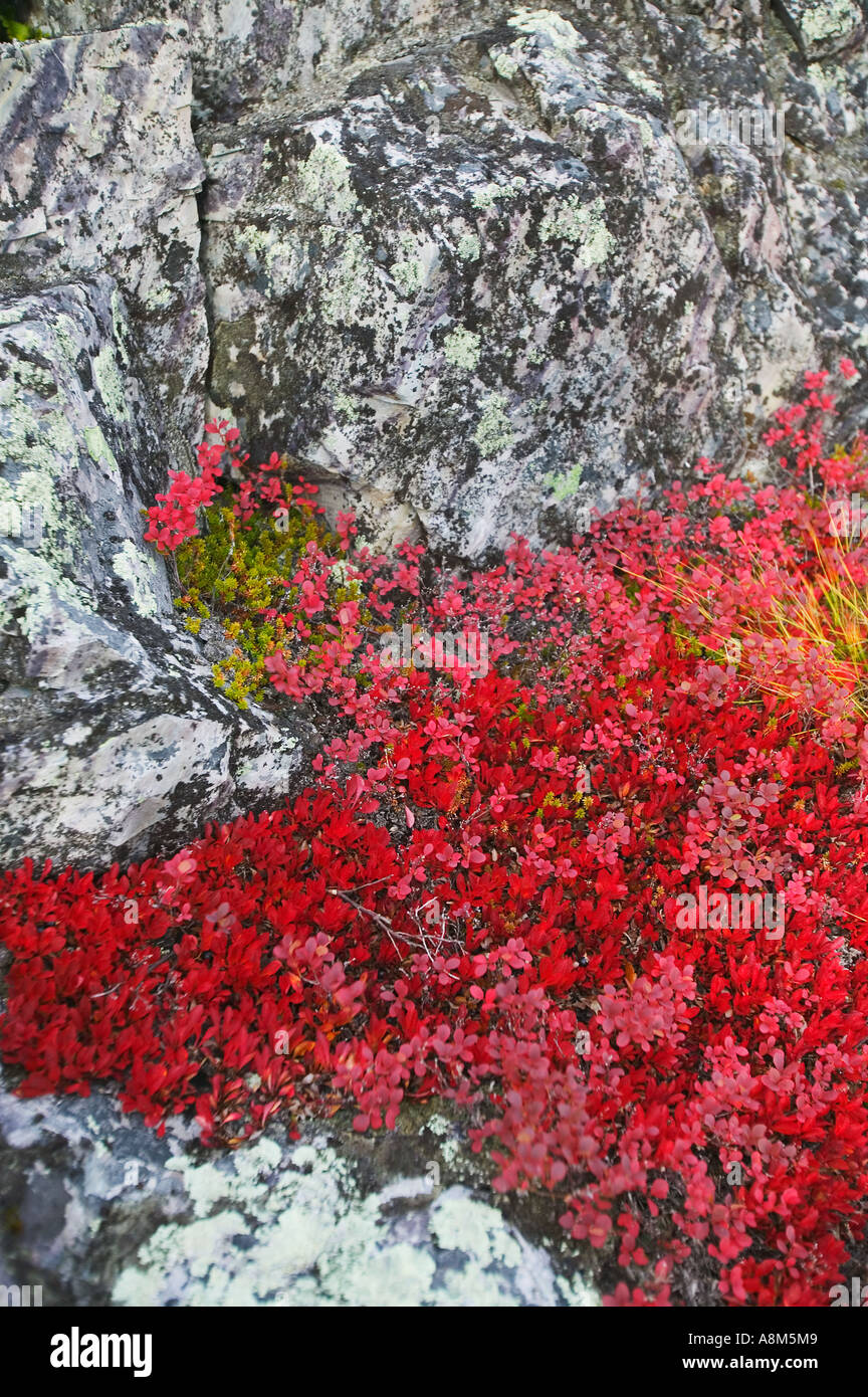 Harsh ecosystem plant hi-res stock photography and images - Alamy