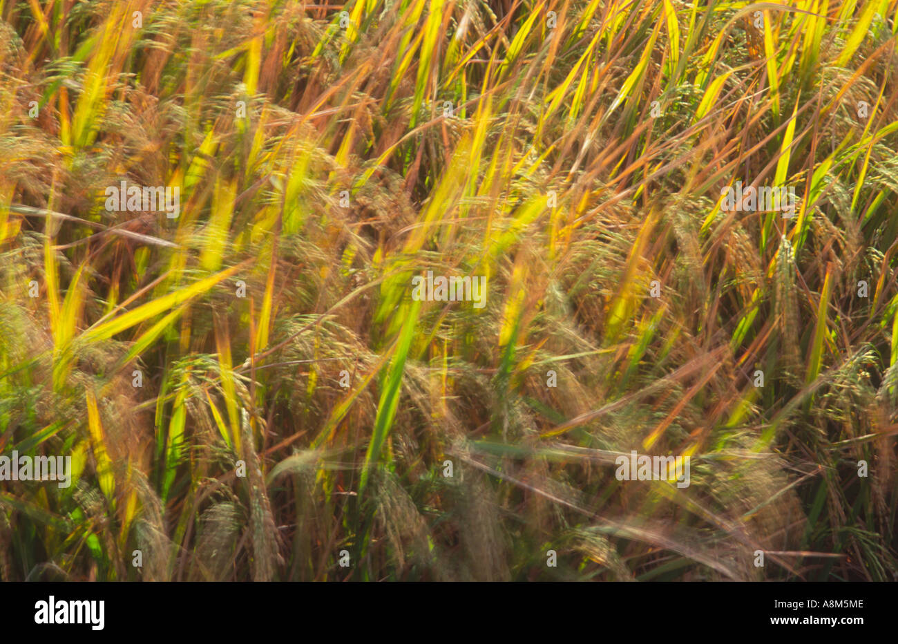Rice plants blowing in the wind Pearl River Delta Guangdong province ...