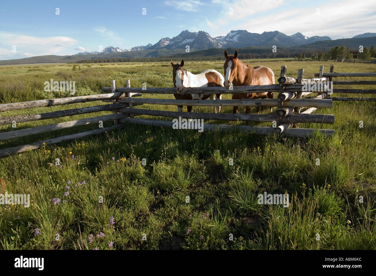 Peering over fence hi-res stock photography and images - Alamy