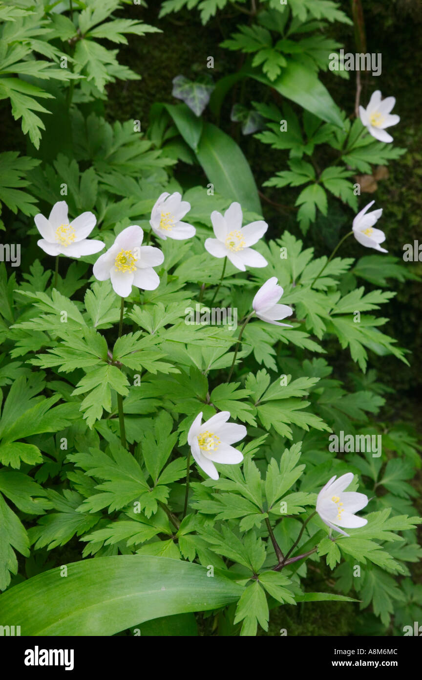 Spring flower wood anemone camera hi-res stock photography and images ...