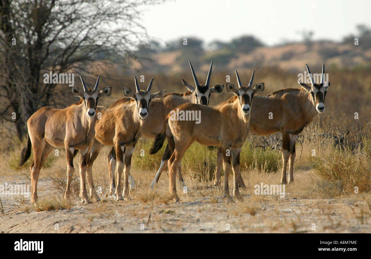 2004 gemsbok hi-res stock photography and images - Alamy