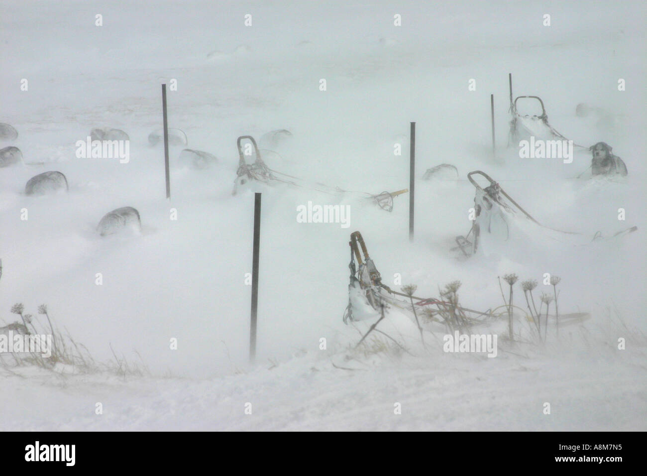 Dogs on tether line after blizzard hi-res stock photography and images ...