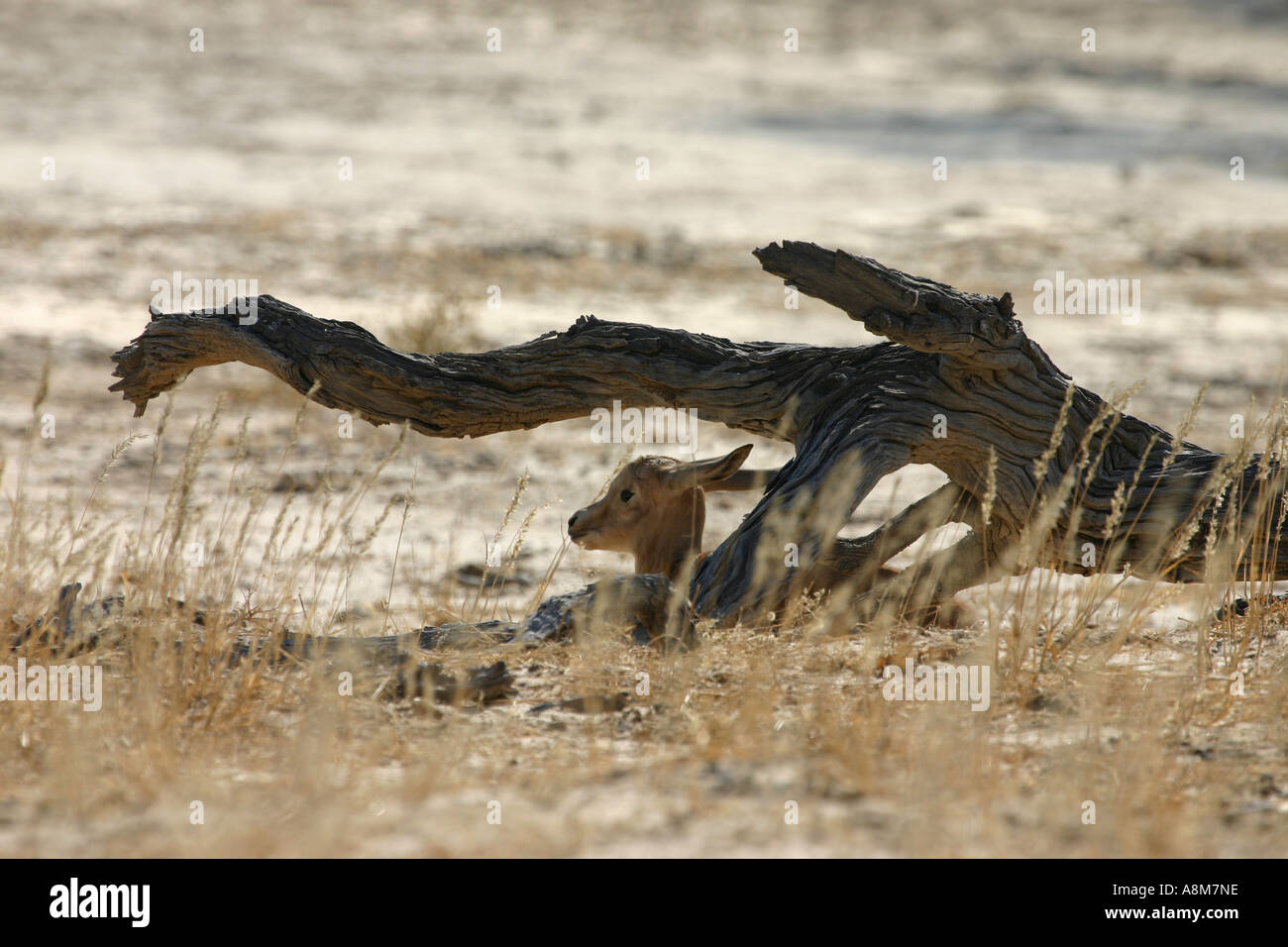 2004 springbok lamb hi-res stock photography and images - Alamy