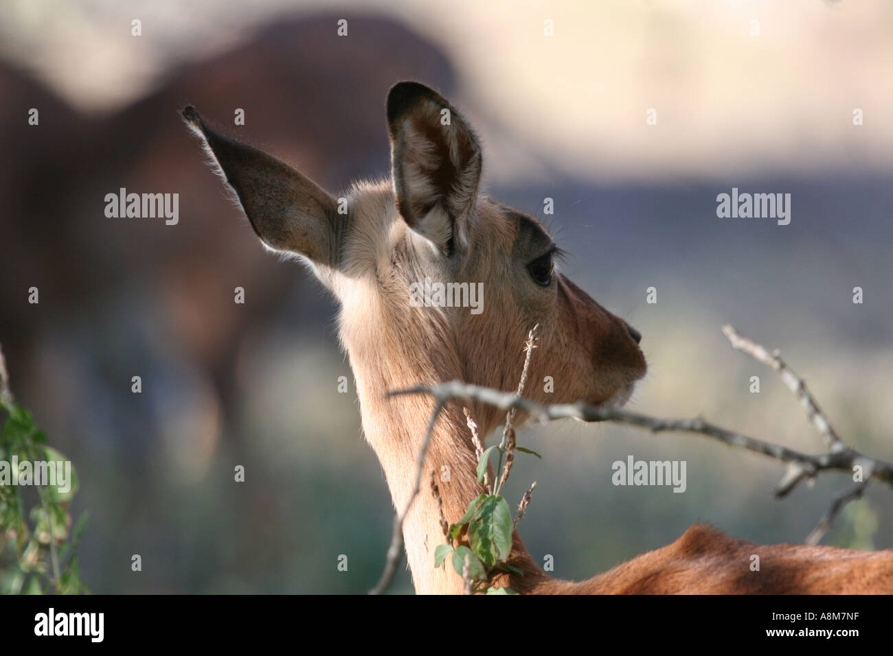 Impala head from the back Stock Photo - Alamy