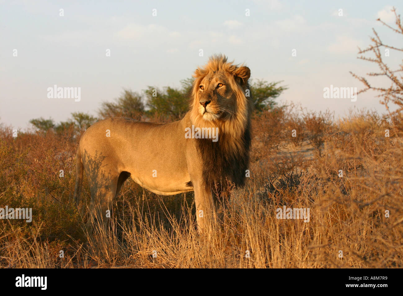 Territorial domain hi-res stock photography and images - Alamy